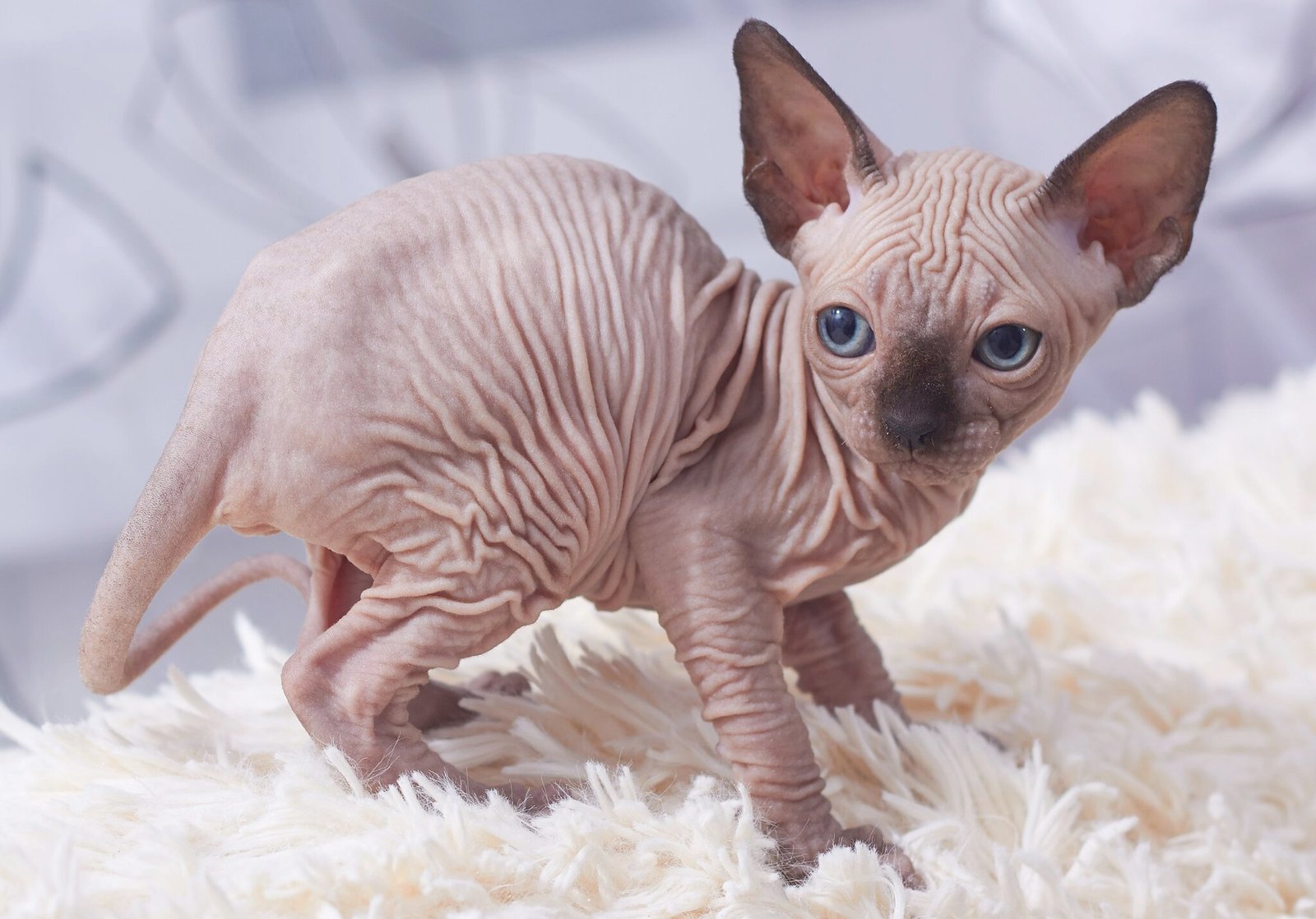 All About Sphynx Kittens | Care, & Guide to Sphynx Cats